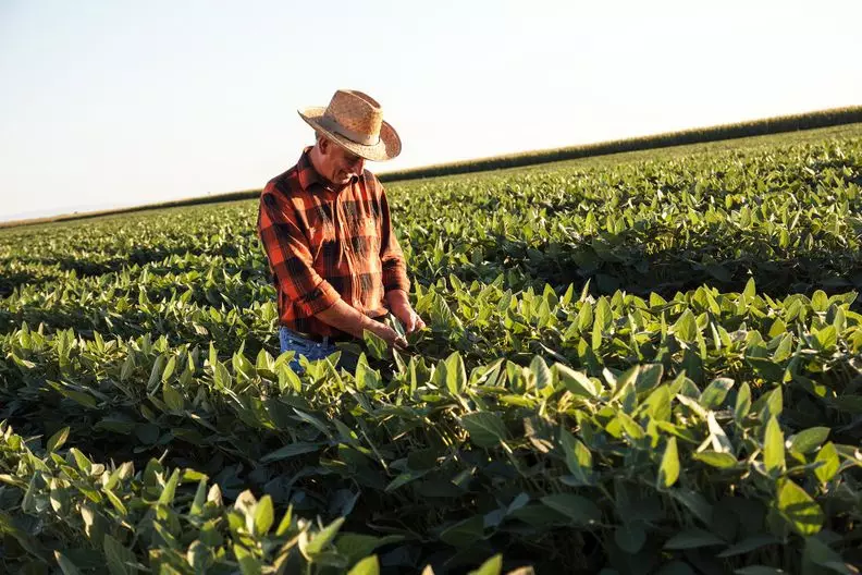 Agricultores inspeccionando cultivos