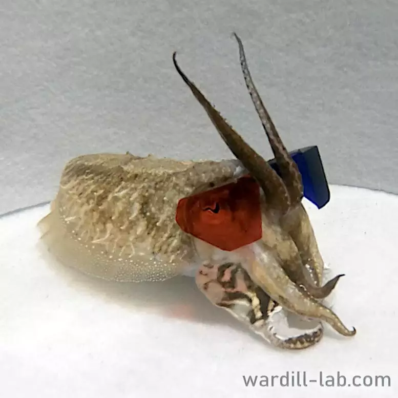Cuttlefish 3D na Salamin