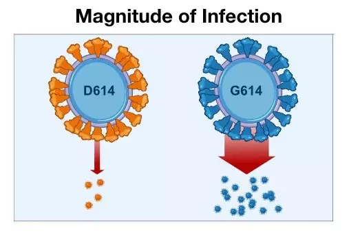 Infección COVID D614G