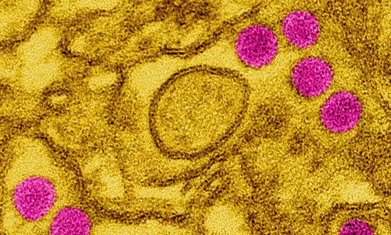 Изследователи произвеждат вируса Зика в лаборатория