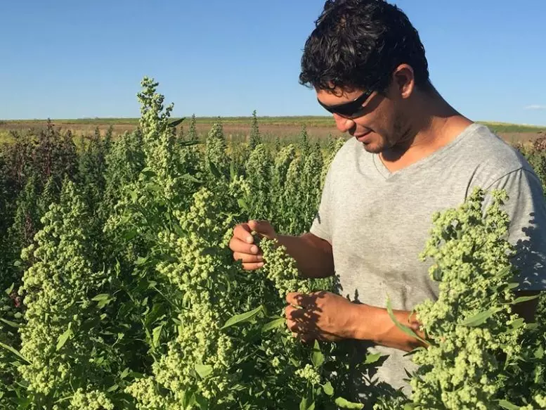 Investigador inspeccionant quinoa