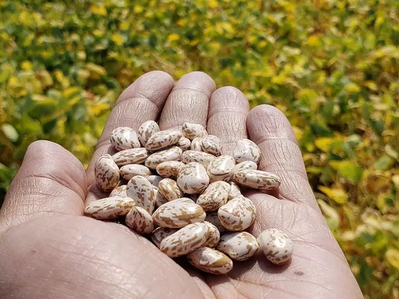 Mabagal-Nagdidilim na Pinto Beans