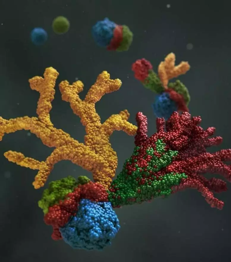 Model multiorganoide cultivat a partir de cèl·lules mare humanes