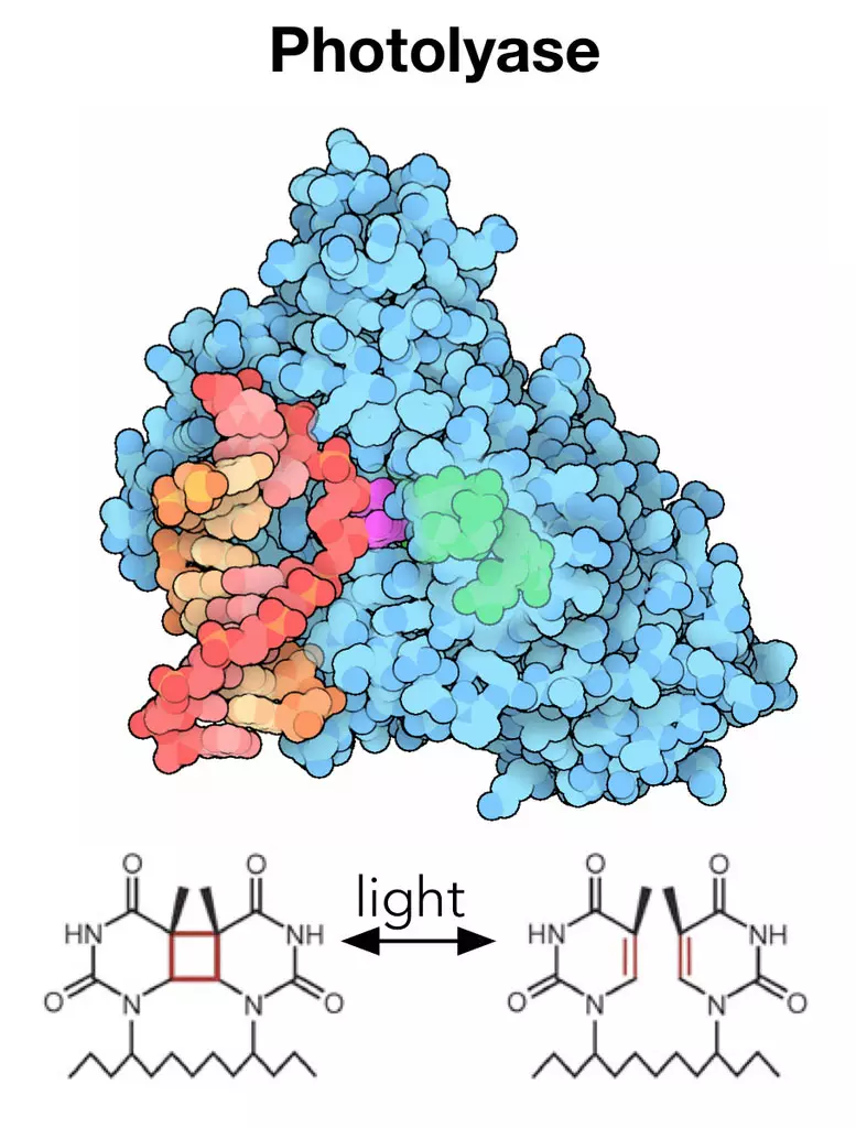 UV 광선으로 인한 DNA 손상을 복구하는 효소에 대한 연구 확대