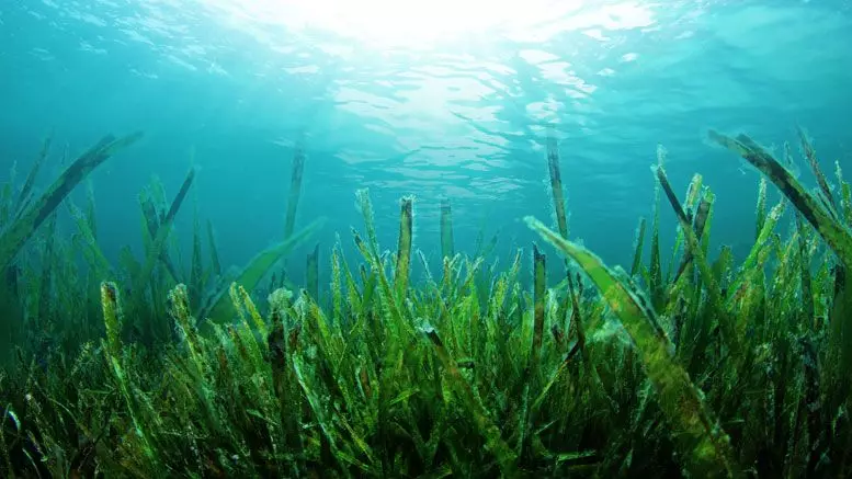 ပင်လယ်ရေမှော်များသည် ပတ်ဝန်းကျင်နှင့် သဟဇာတဖြစ်သော နေကာခရင်မ်ကို ထိန်းထားနိုင်သည်။