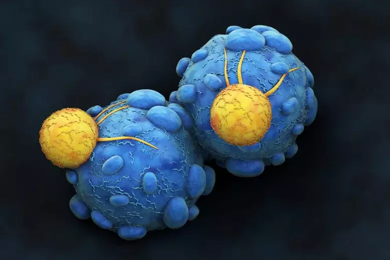 Kwayoyin Cancer da Killer T-Lymphocytes ke Hari