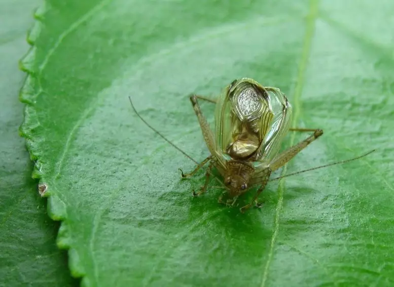 Sword-Tailed Cricket