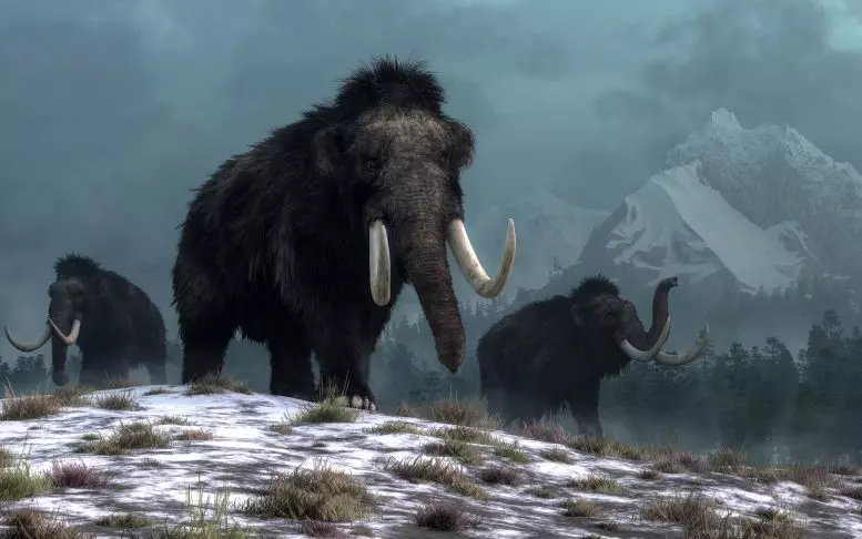 Trio ntawm Woolly Mammoths