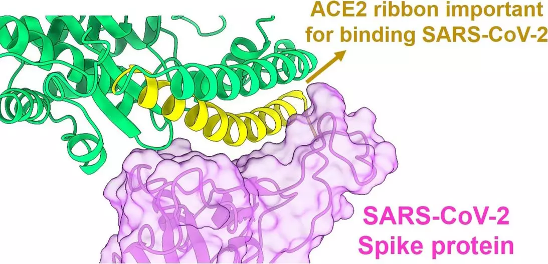 Sarrafa-CoV-2 Spike Protein ACE2 Sadarwar Mai karɓa