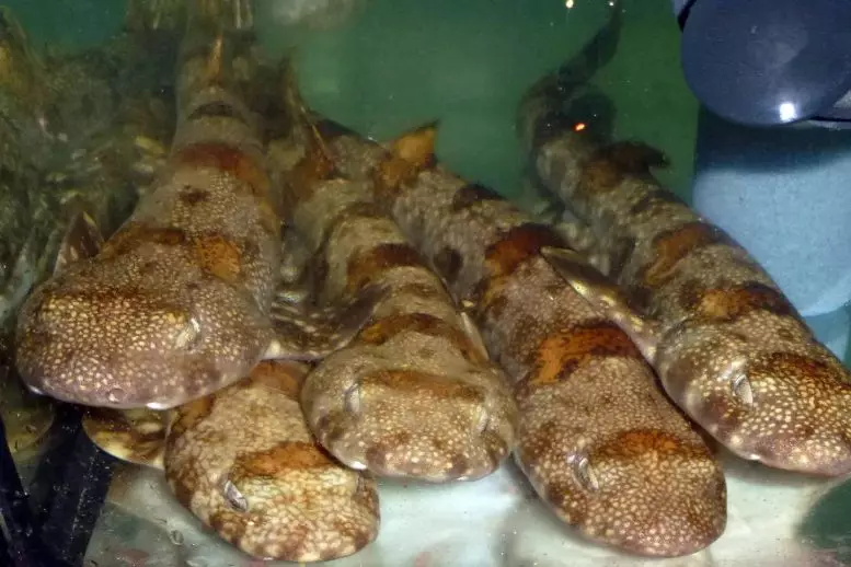 Puffadder Shysharks