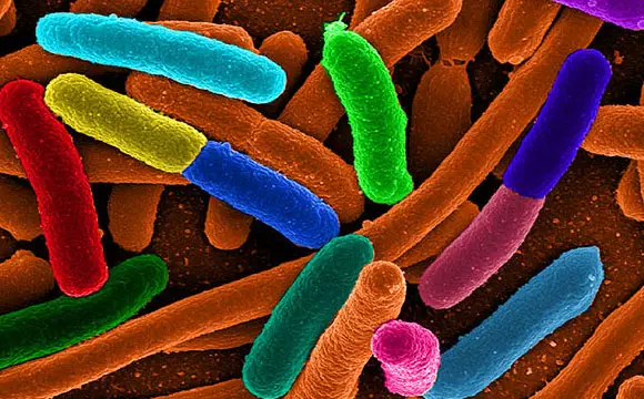 Os investigadores converten as bacterias de enxeñería nunha fonte de enerxía natural