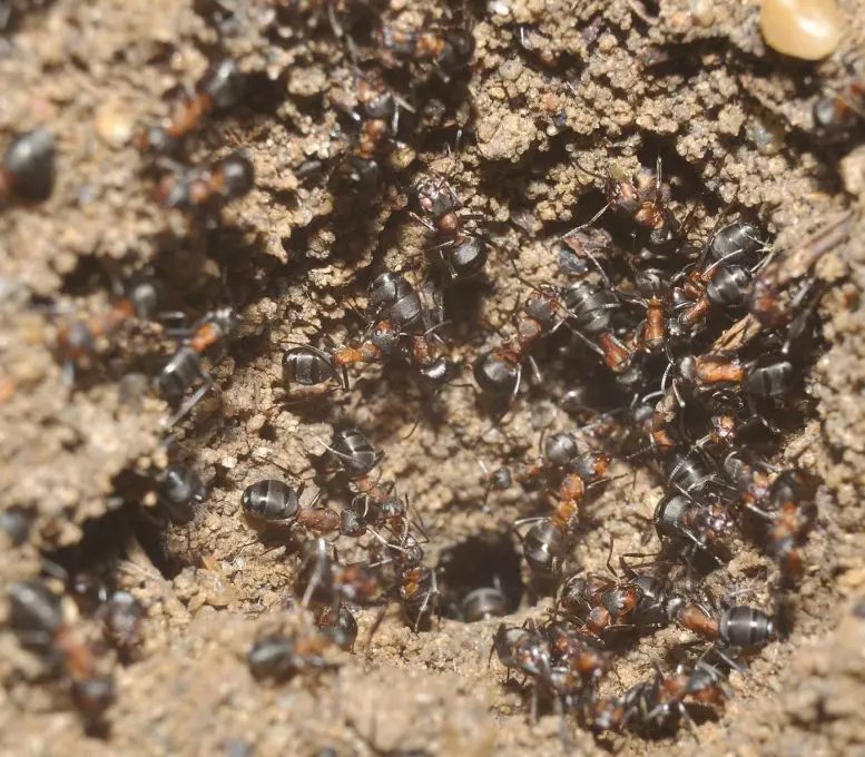 Pekerja Semut Formica polyctena