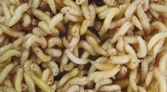 Maggots អាចសម្អាតរបួសបានលឿនជាងការវះកាត់