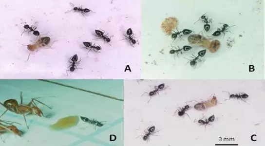 El veneno para hormigas paraliza a la presa desde la distancia