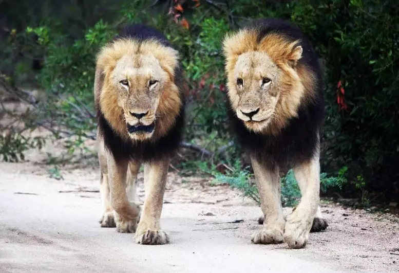 Leijonat luonnossa