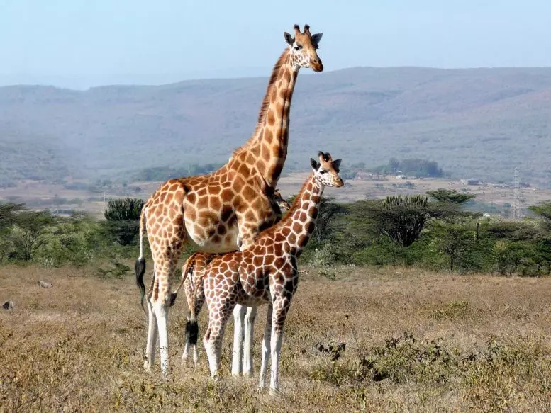 Žirafos laukinėje gamtoje