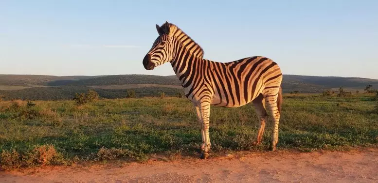 Zebra í náttúrunni