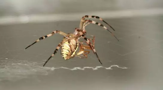 Erkek Örümcekler Çocuklar İçin Eşlerine Kendini Feda Ediyor