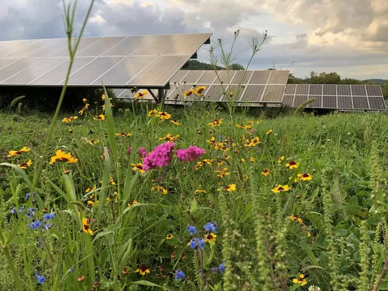 Ladang Solar Jeung Habitat Pollinator