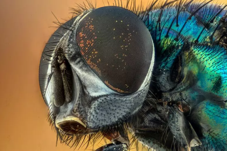 Macro Fly Compound Eyes