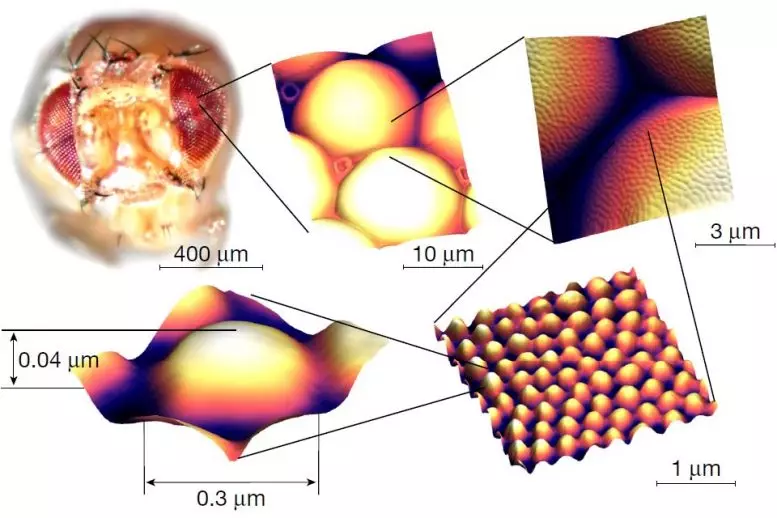 Corneal Nanocoatings