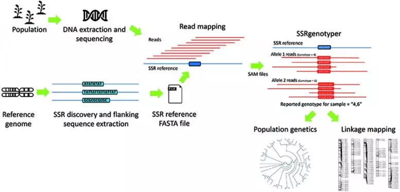 Fluxo de traballo de SSRgenotype