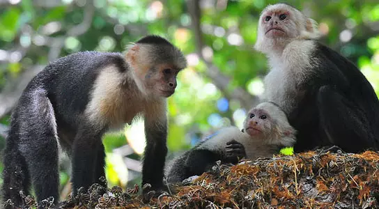 Kumpulan Monyet Kecil Lebih Berkemungkinan Bergaduh