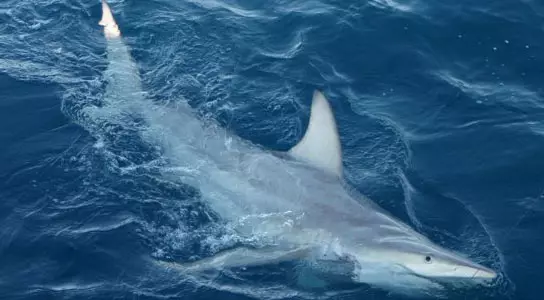 Achọpụtara ngwakọ shark mbụ na nso Australia