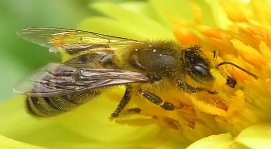 Fly Parassita Jista 'jkun Responsabbli għan-naħal tal-għasel li jisparixxu