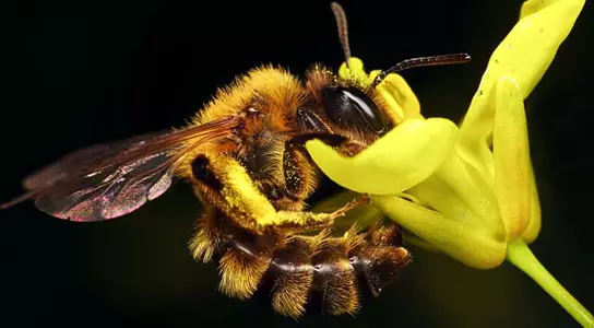 moscas parásitas secuestran abejas