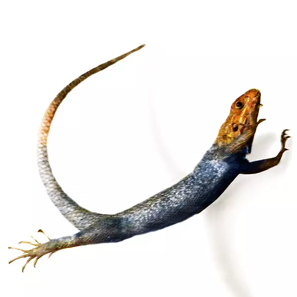 Leaping Lizards Bandora Sêwirana Robotê li UC Berkeley dikin