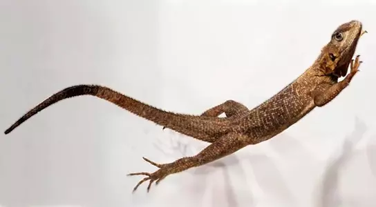 Umunyamerika Agama Lizard