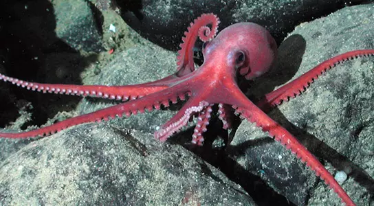 Octopus Inorova Mvura Inotonhora yeAntarctic nekunyorazve RNA yavo 1374_1