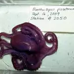 Octopus Inorova Mvura Inotonhora yeAntarctic nekunyorazve RNA yavo 1374_2