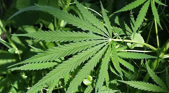 Kişandina marijuana ji cixareyê kêmtir zirarê dide pişikê