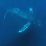 Baleen Whales uznemireni podvodnim zvukovima udaljenim 120 milja 1385_2