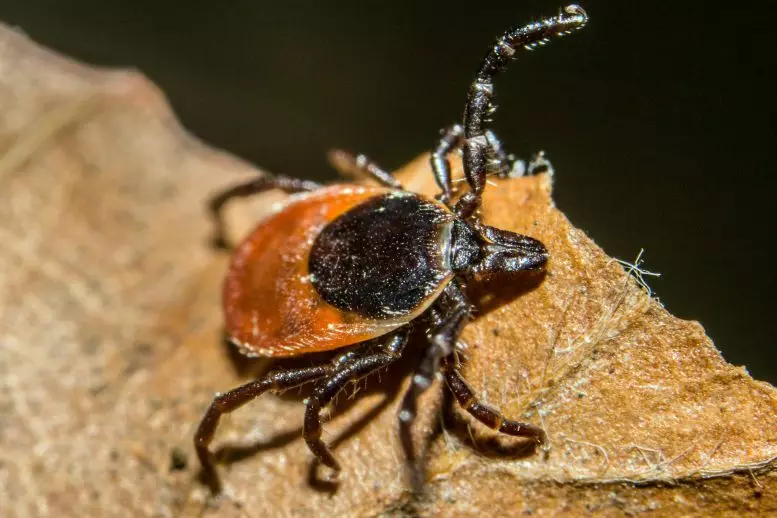 Swartbeenbosluis (Ixodes scapularis)