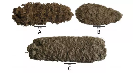 6,500-4,000 ವರ್ಷಗಳ ಹಿಂದೆ ಪೆರುವಿಯನ್ ಕಾರ್ನ್ ಕಾಬ್ಸ್