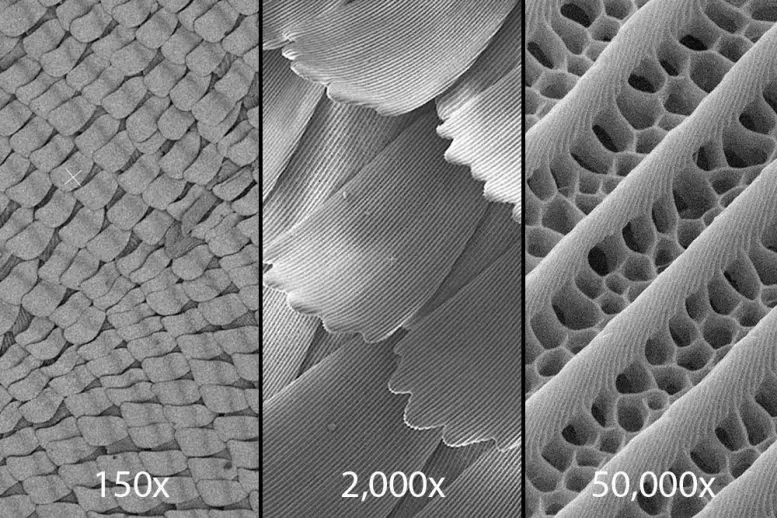 Skenovací elektronový mikrofotografie motýlí křídla váhy