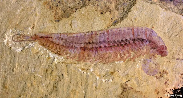 Fosilni primjerak Kylinxia