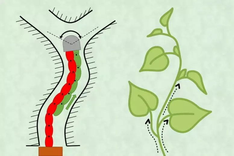 Plantgroei Funksionele Elemente