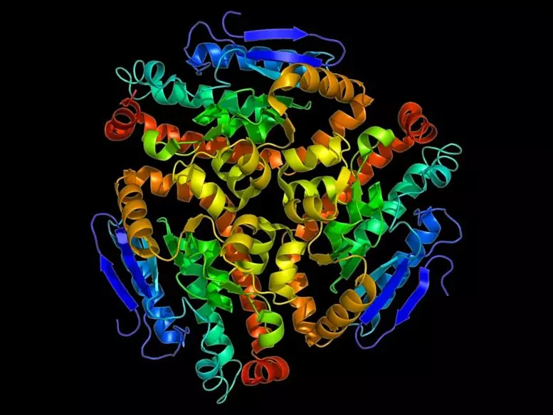 Ribbon Model Protein