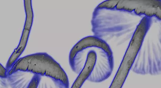 Chèchè yo etidye efè Psilocybin nan dyondyon majik sou aktivite nan sèvo