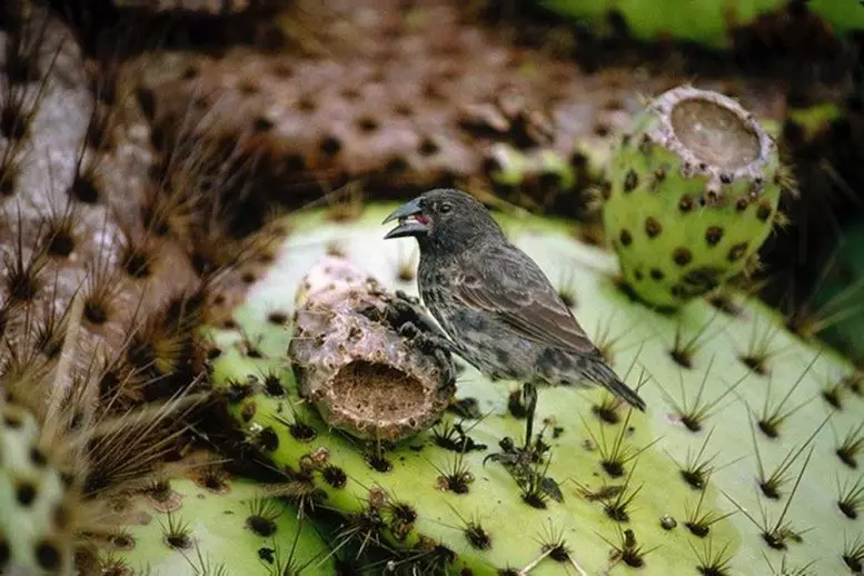 Karaniwang Cactus Finch