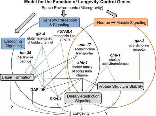 Модел за деловање гена за контролу дуговечности чије експресије сузбијају свемирски летови