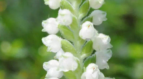 I-Smithsonian Ecologists ifunda ngeNyaniso phakathi kwamahlathi azaliswe ziiNkungu kunye neeOrchids eziseMngciphekweni wokuTshabalala.