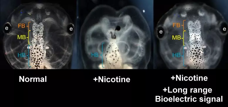 通过恢复生物电模式预防脑缺陷