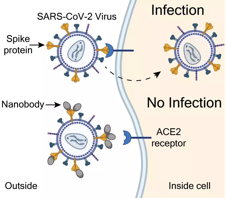 Пешгирии сирояти SARS-CoV-2 бо нанободиҳо