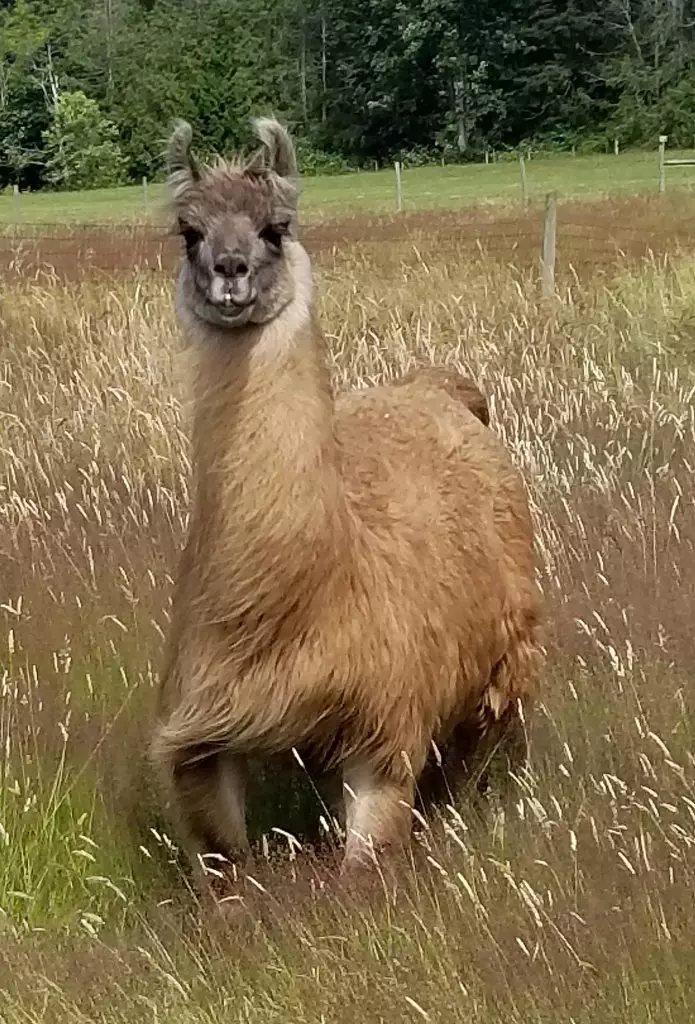 Cormac llama