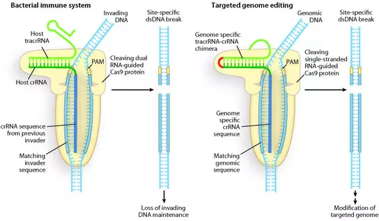 Programméierbar DNA Schéier